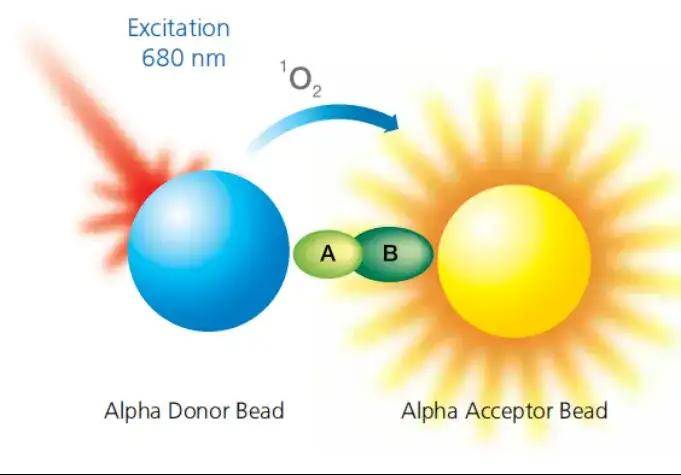 药物研究专题三：AlphaScreen 技术在小分子药物筛选中的应用_化合物_检测_衍生物