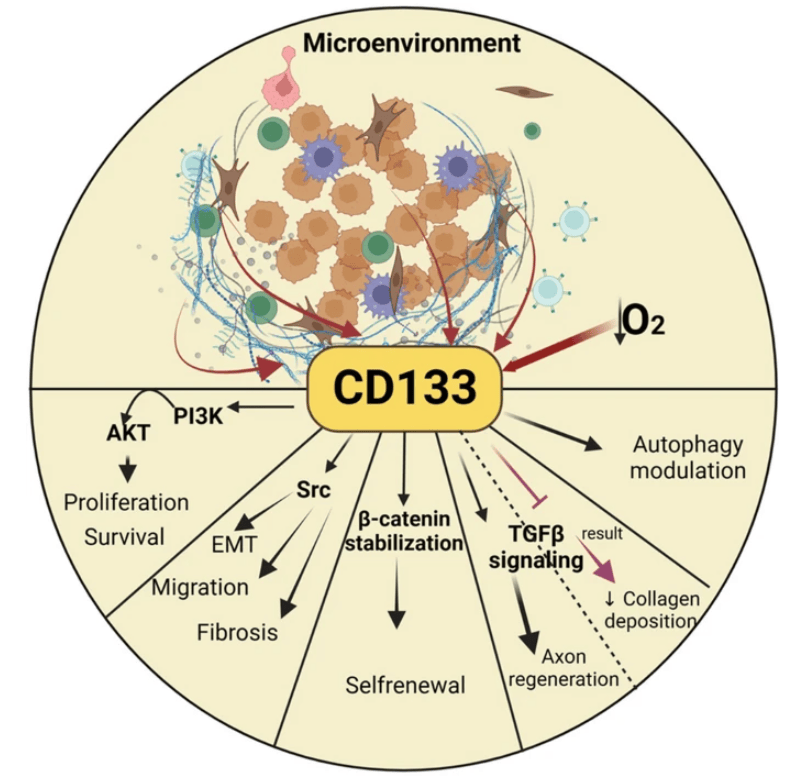 不懂选购CD133抗体？这篇文章让你瞬间掌握技巧！_细胞_克隆_癌症