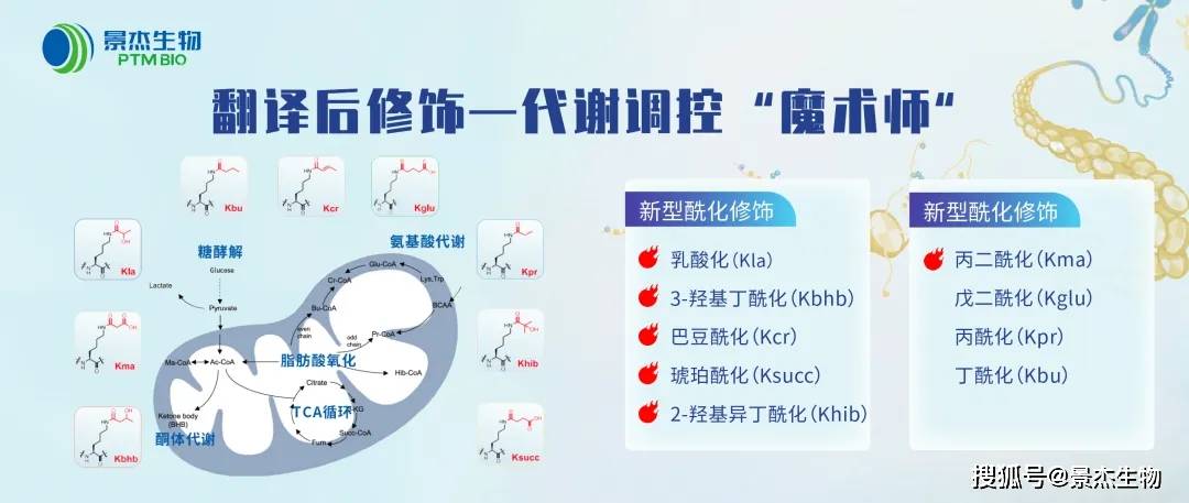 Aging Cell二重奏 | β-羟基丁酰化抑制记忆衰退 促进肌肉生成_Kbhb_研究_阿尔茨海默病