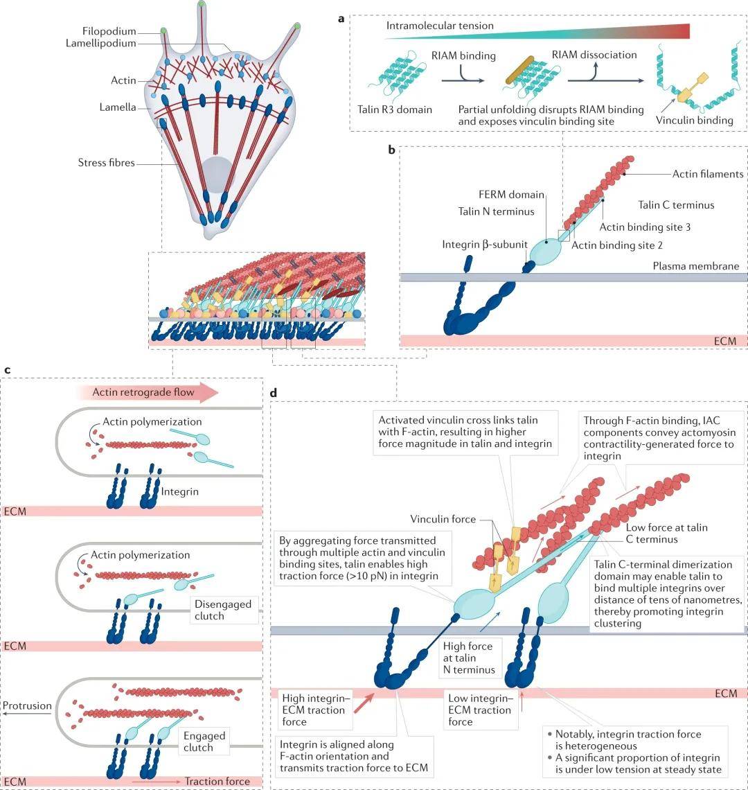 Nature:整合素介导的细胞-ECM粘附的组织、动力学和机械调节_相互作用_信号_分子