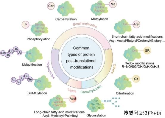 一文带你了解蛋白质翻译后修饰（PTM）研究_进行_氨基酸_功能