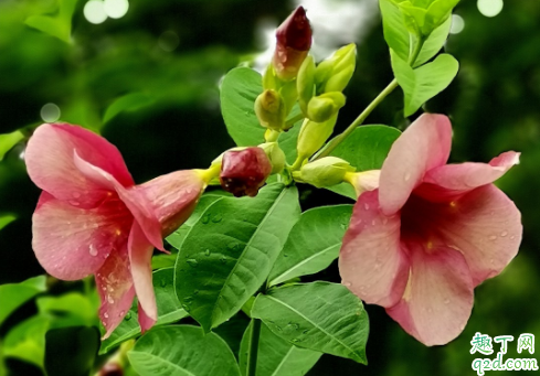 飘香藤花骨朵很久都不开怎么回事-搜狐大视野-搜狐新闻