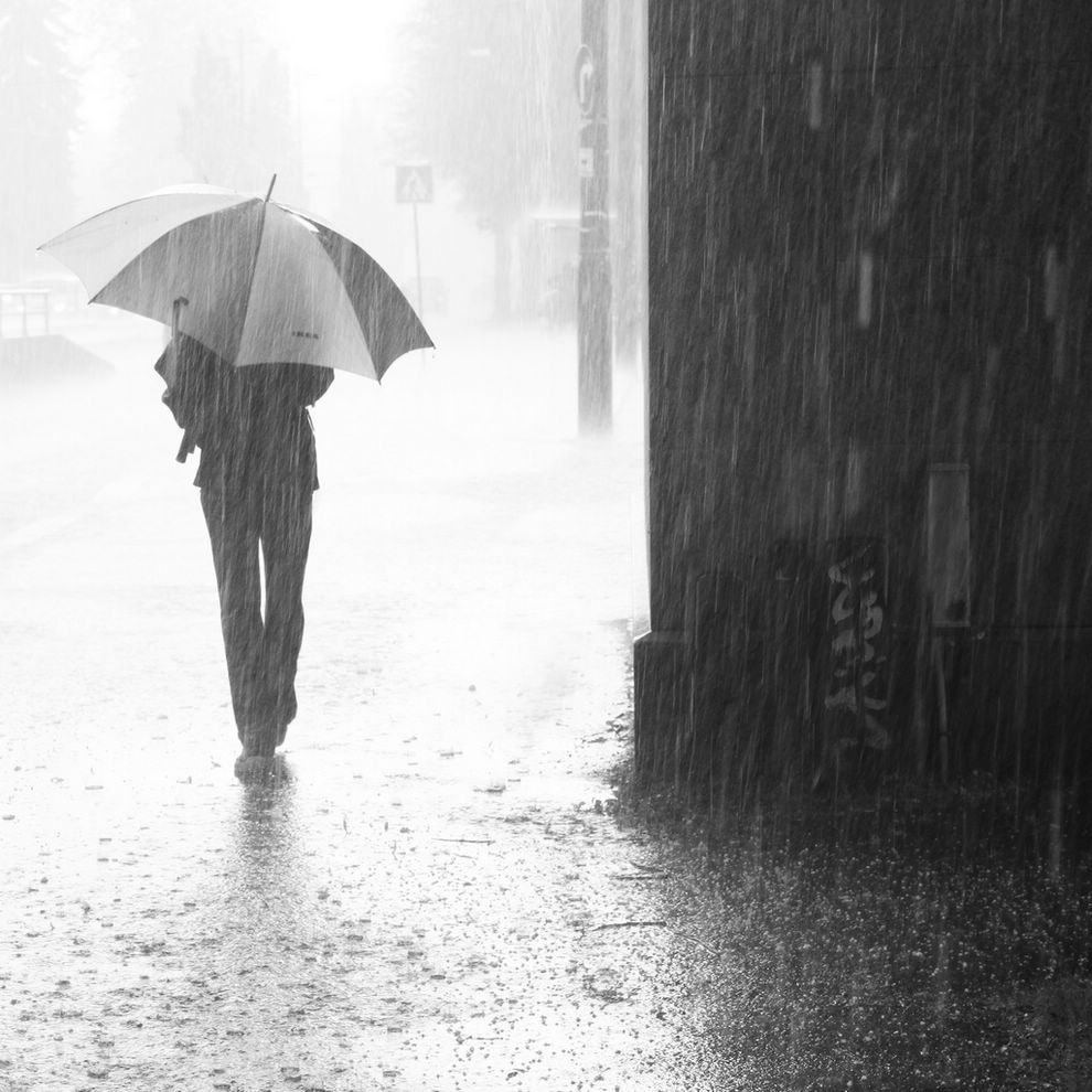 犬利什曼原虫抗体快速检测试剂盒_诊断_结果_样本