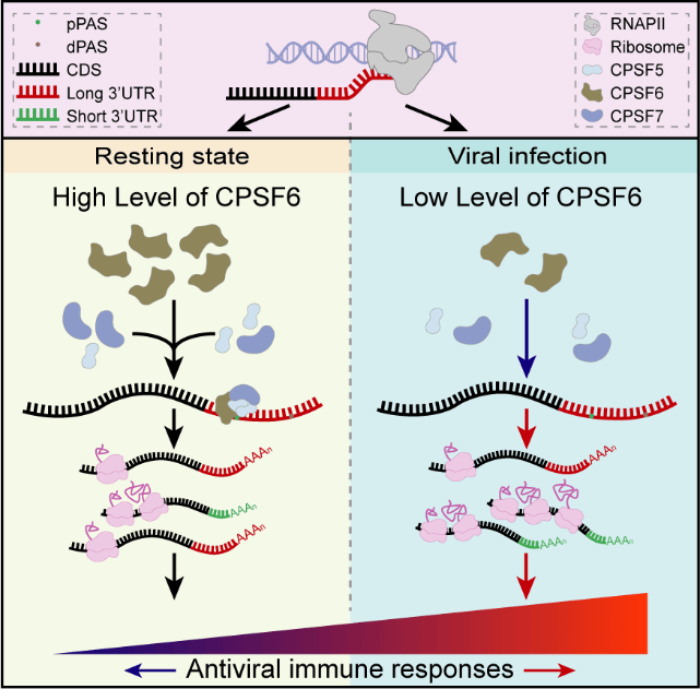 我院徐安龙/元少春课题组揭示APA调控宿主天然抗病毒免疫新机制_细胞_研究_相关