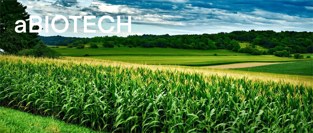 aBIOTECH | 中国农业大学徐明良团队报道ZmCPK39调控玉米株高的新机制_-ZmKnox_The_基因