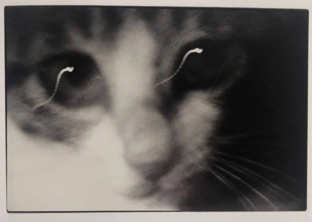 猫咪摄影集 Sasuke!! Dear Cat (1979) | 深濑昌久_影像_Fukase_wen