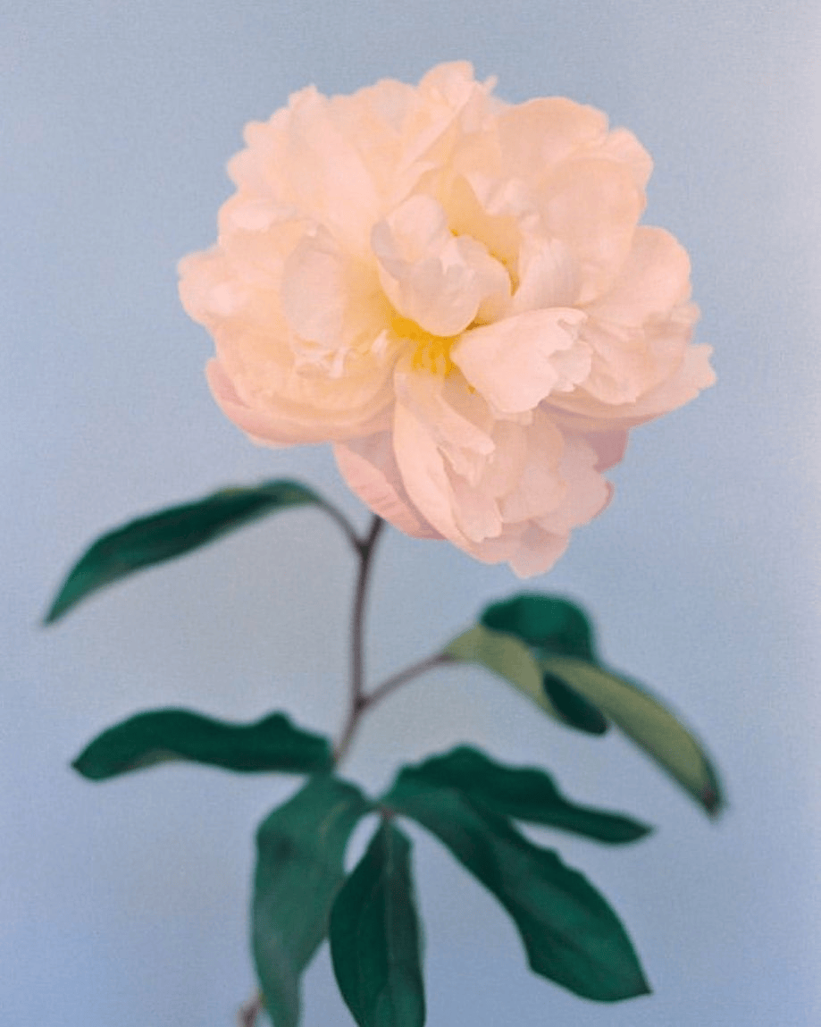 花儿 | 摄影师Paula Codoner_艺术_作品_风景