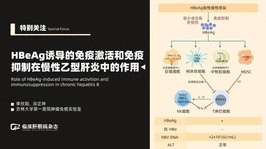 特别关注｜HBeAg诱导的免疫激活和免疫抑制在慢性乙型肝炎中的作用_细胞_蛋白_炎症