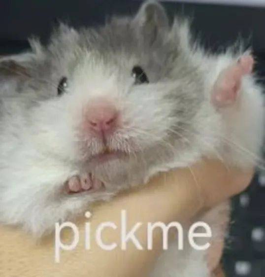 我可以出道当爱豆的十大理由_营销_@momo_豆瓣