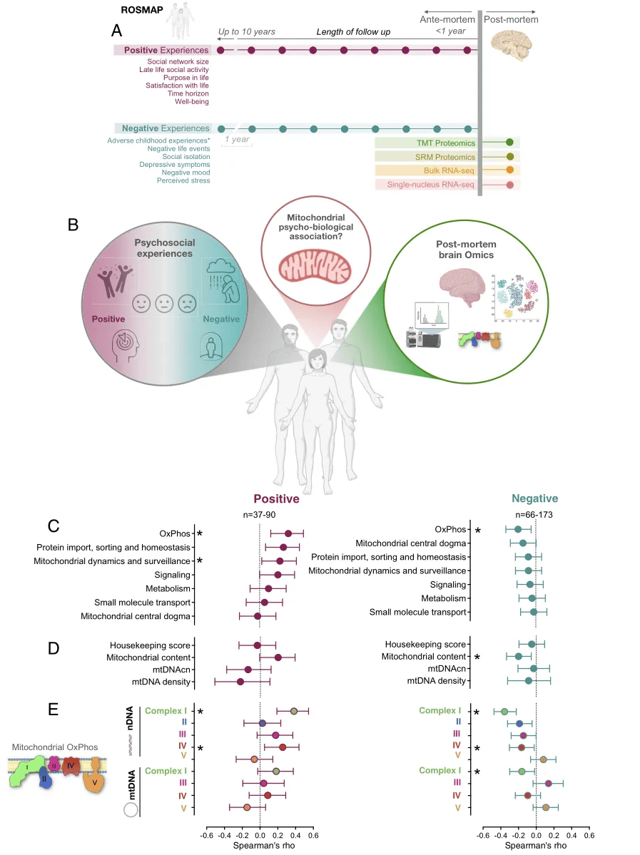 PNAS&Cell 子刊：心理压力大，线粒体受伤，促癌转移率激增 2-4 倍！_研究_大脑_癌细胞