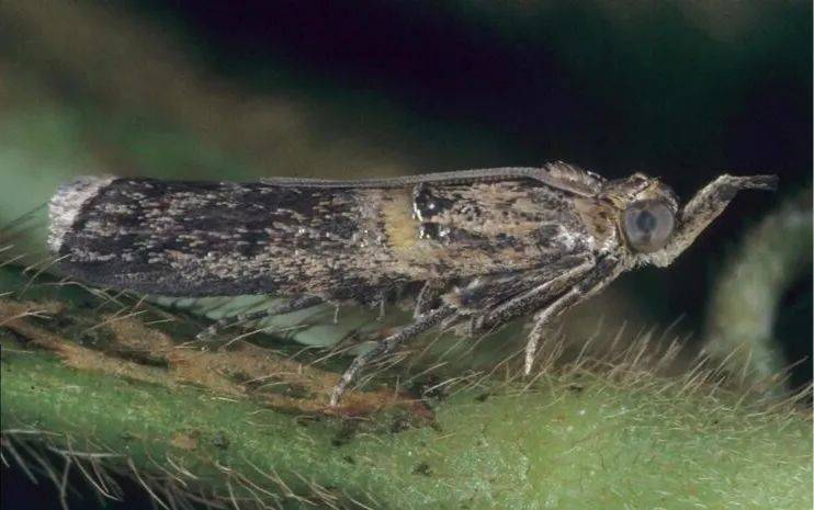 大豆食心虫识别与防治技术_幼虫_药剂_豆荚