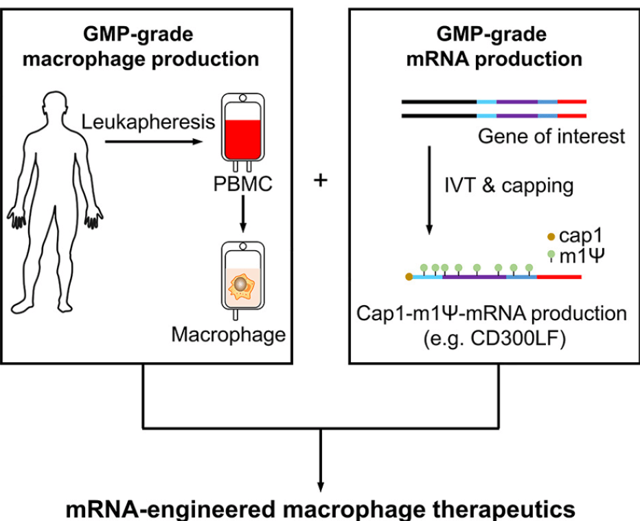 巨噬细胞的GMP级别生产与mRNA技术改造_表型_肿瘤_组织