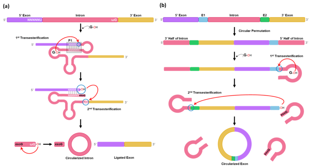 耐高温T7 RNA 聚合酶仅凭一步IVT反应高效合成circRNA_温度_产物_halfs