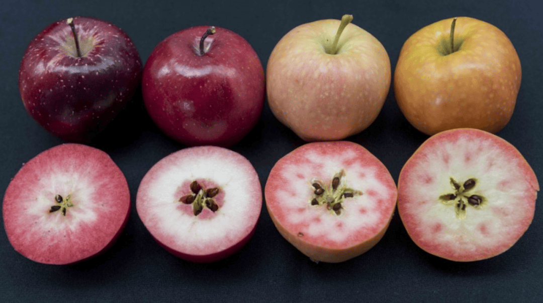 Red-fleshed apples benefit cardiovascular health, research shows_immune ...