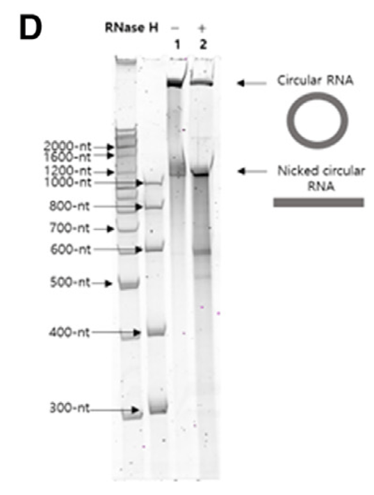 专利解析|韩国Rznomics公司基于四膜虫Ⅰ型内含子的环化RNA技术_circRNA_反应_末端