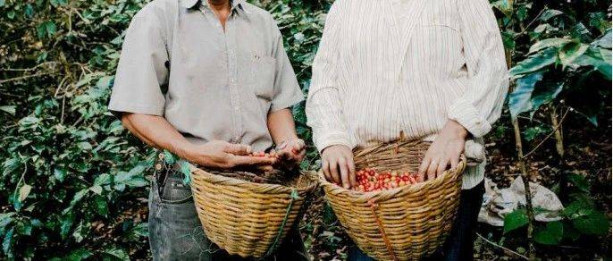 No.191 | 根据产地或风味销售咖啡并不是那么简单_价格_质量_Thaleon