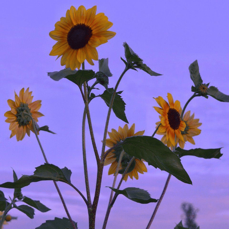 20Mn,25Mn,30Mn材质类型,执行标准,化学成分,力学性能,对应材质说明_强度_组织_淬火