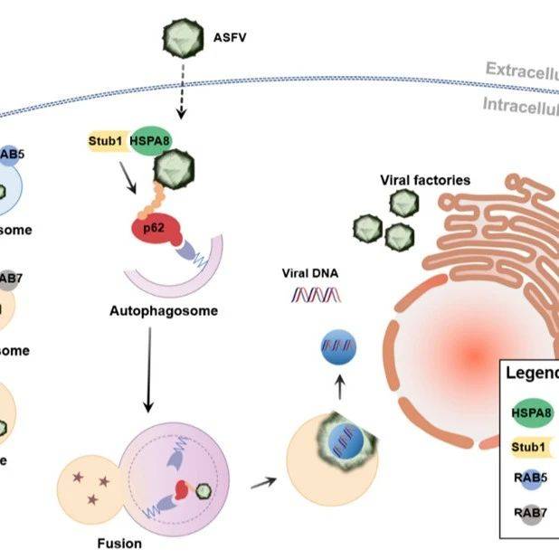 J VIROL. | 自噬在非洲猪瘟病毒感染早期促进 p72 降解和衣壳分解_定位_hpi_研究