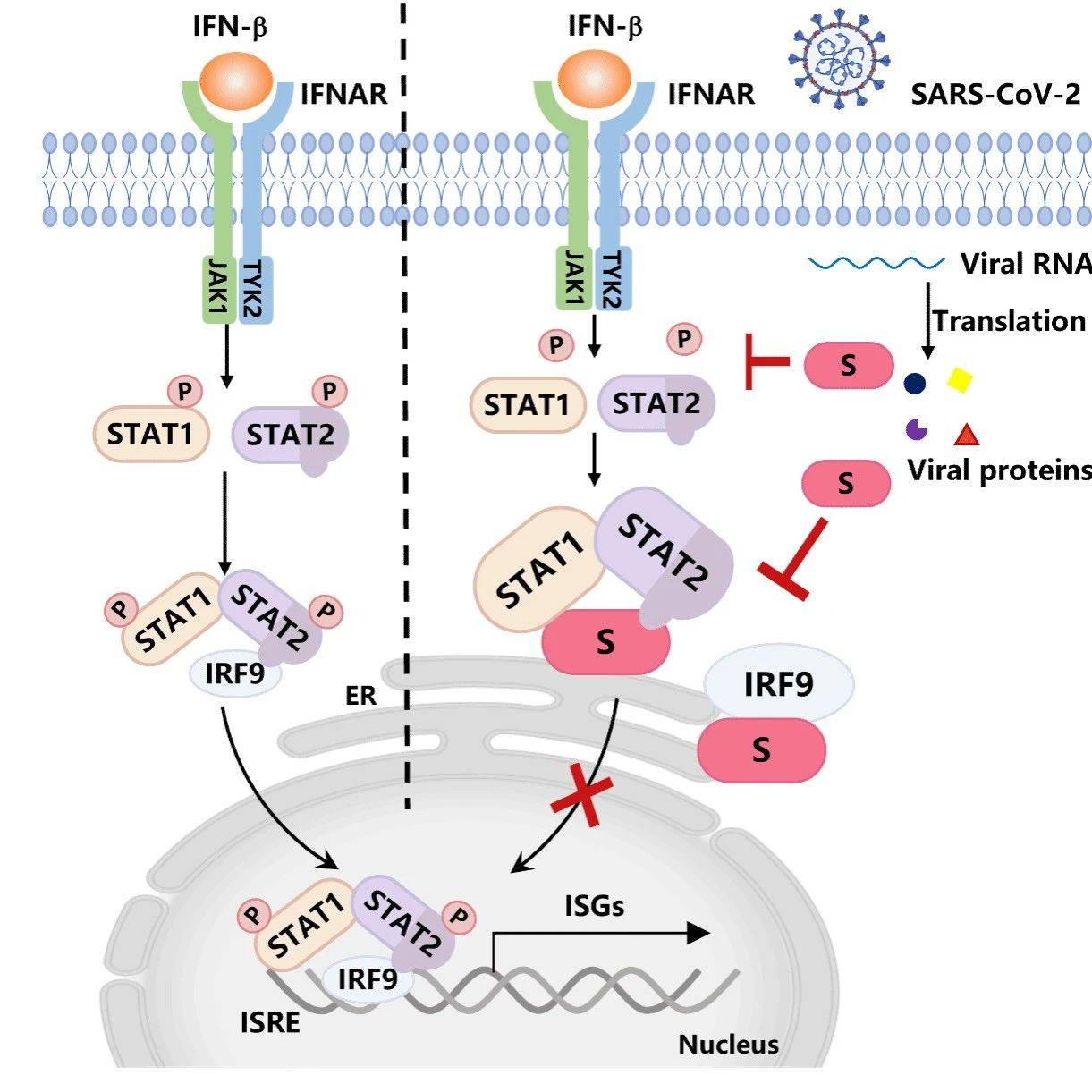 J Virol | 武汉大学徐可教授团队发现冠状病毒S蛋白抑制宿主细胞天然免疫的通用机制_研究_病毒学_论文
