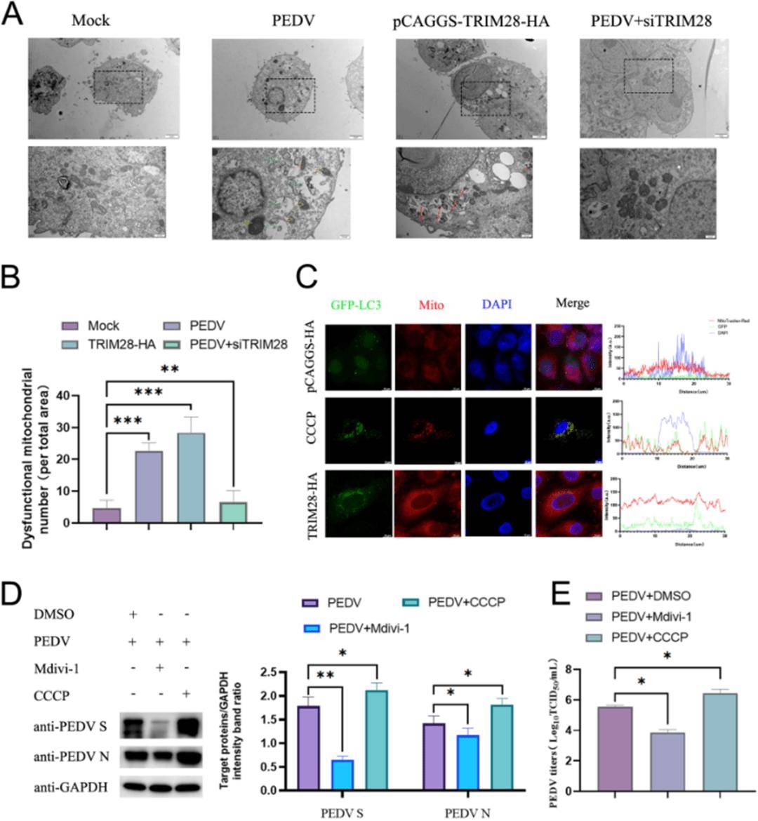 Int J Biol Macromol | TRIM28通过线粒体自噬抑制JAK-STAT1通路进而促进PEDV复制_研究_诱导_结果