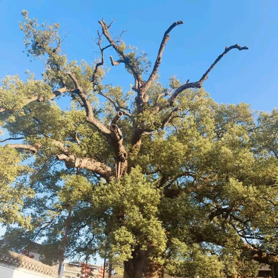 XGP购买指南：如何最便宜获取Xbox Game Pass_游戏_服务_Console