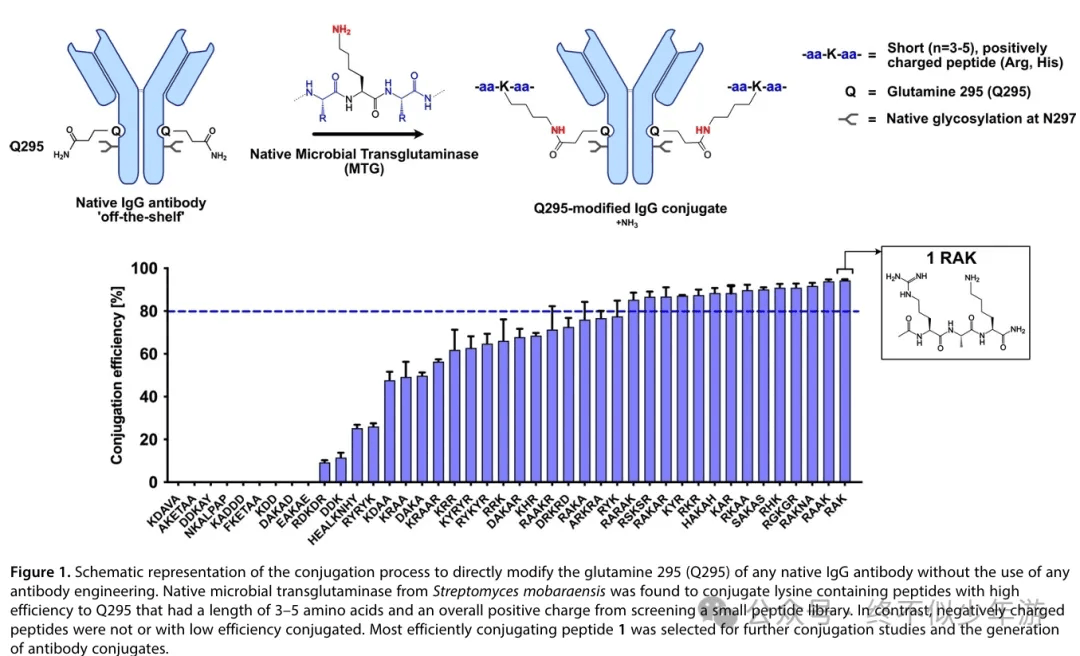 AACR上的双payload ADC汇总_Araris_Nectin-_to