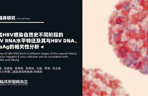 临床研究｜慢性HBV感染自然史不同阶段的HBV RNA水平特征及其与HBV DNA、HBsAg的相关性分析_HBeAg_感染者_阳性