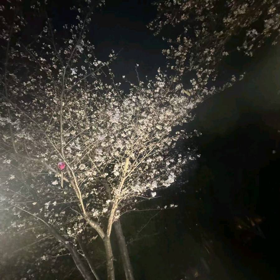 2025年XGP订阅省钱全攻略_Xbox_游戏_Console