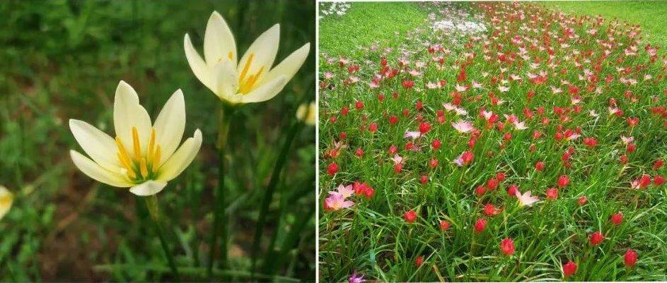 风雨花献陶铸像_建设_植物_华南