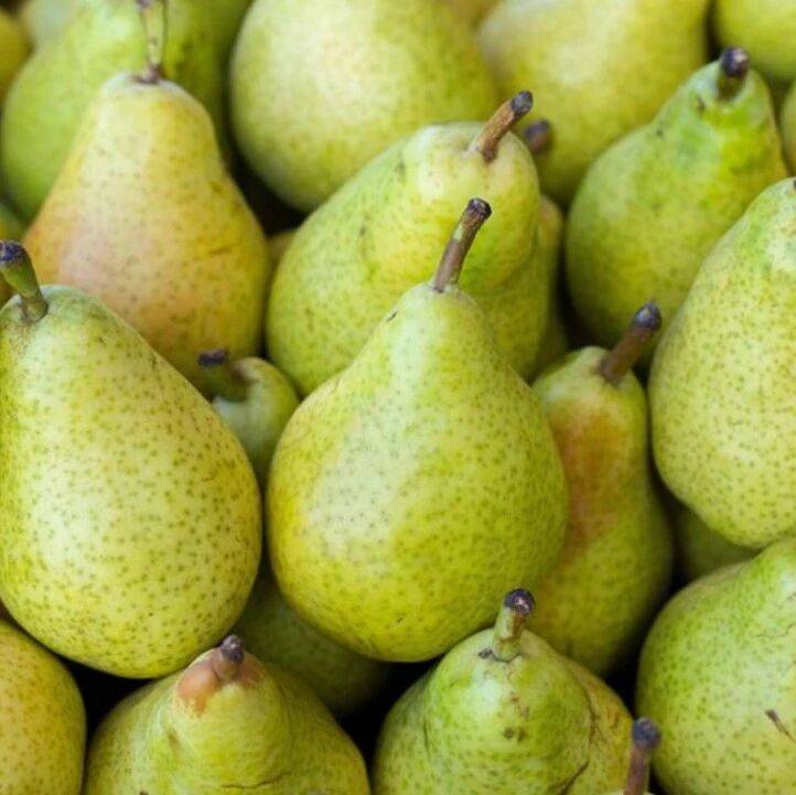 USA Pears projects an abundant 2025 harvest_the_in_fruit