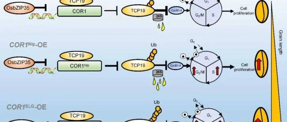 Science Advances | 中国农业大学团队揭示COR1基因调控水稻粒长与粒重的分子机制及育种应用价值_OsbZIP_籽粒_研究