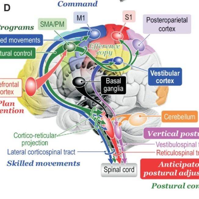 【附院科普】CPPC技术为脑卒中患者打开一个康复“新视界”_姿势_运动_控制