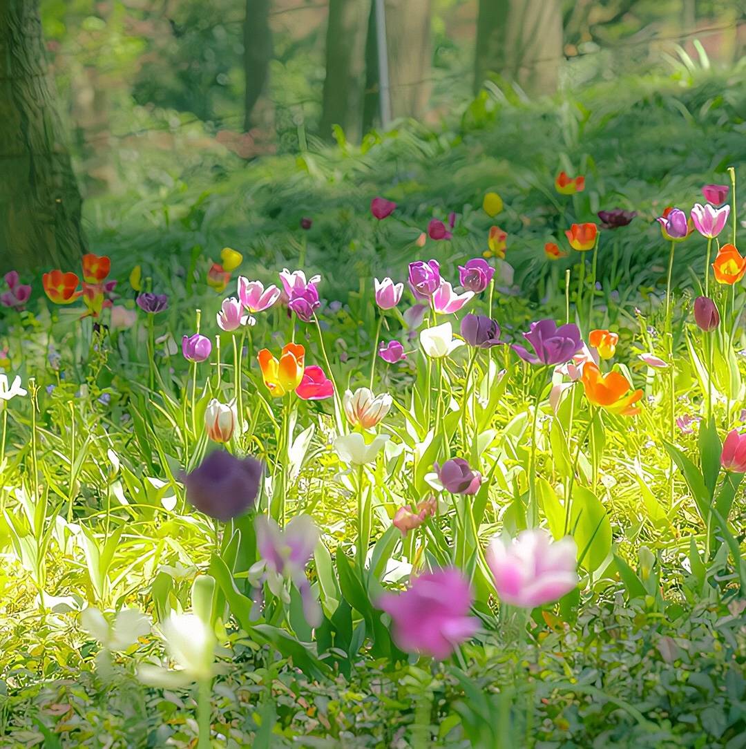 电信奇云卡29元235G流量深度测评：是“真香神卡”还是“套路陷阱”？_实测_直播间_星桃