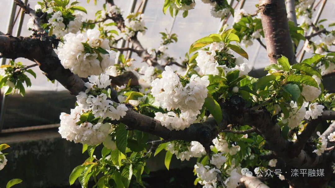 承德：擦亮民生底色 提升幸福成色_发展_游客_滑雪场