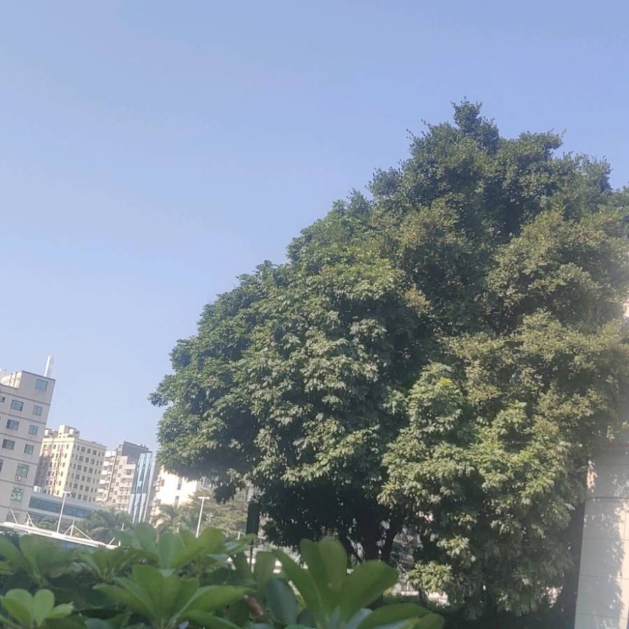 新能源内推哪家口碑好：猫蹲内推新能源口碑王_搜狐汽车_搜狐网